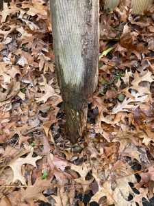 Wood Rot and Best Wood for Ground Contact and Wet Conditions | Frame ...